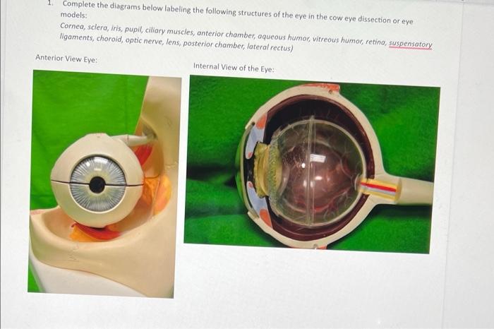 Solved Complete the diagrams below labeling the following | Chegg.com