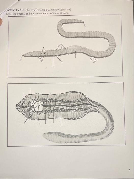 Solved ACTIVITY 8: Earthworm Dissection (Lumbricus | Chegg.com