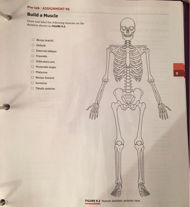 Solved Pre-lab ASSIGNMENT 9E Build a Muscle Draw and label | Chegg.com