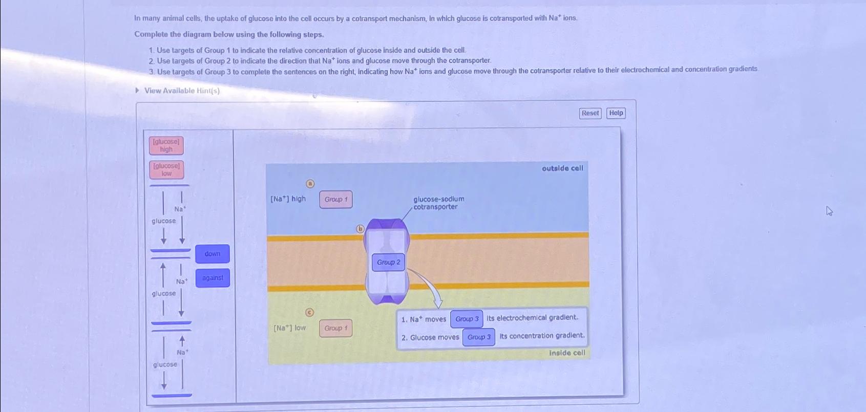 Solved In many animal cells, the uptake of glucose into the | Chegg.com