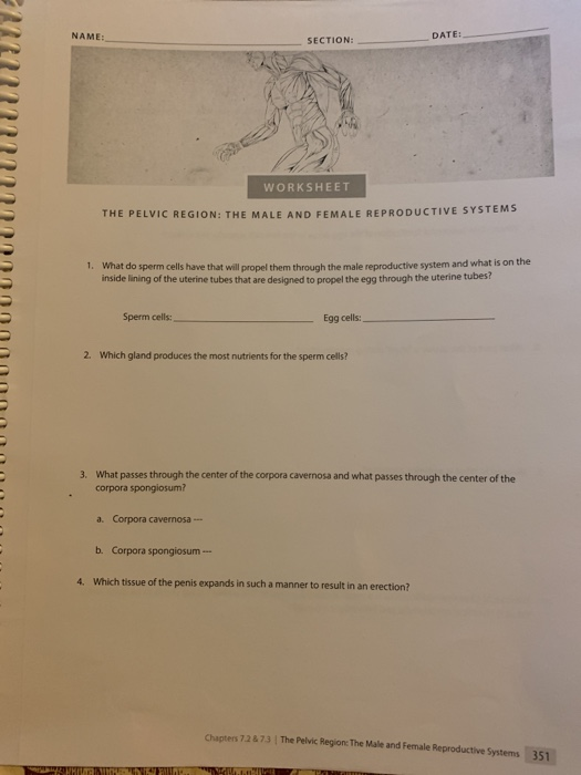 Solved NAME: DATE: SECTION: WORKSHEET THE PELVIC REGION: THE | Chegg.com