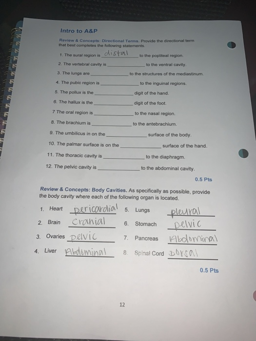 Solved Intro to A&P Review & Concepts: Directional Terms. | Chegg.com