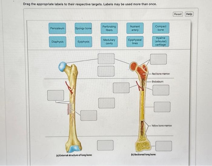 Solved Drag the appropriate labels to their respective | Chegg.com