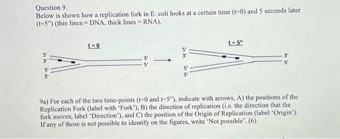 Question 9. Below is shown how a replication fork in | Chegg.com