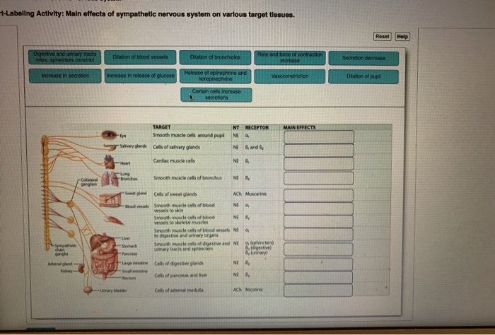 Solved -Labeling Activity: Main effects of sympathetic | Chegg.com