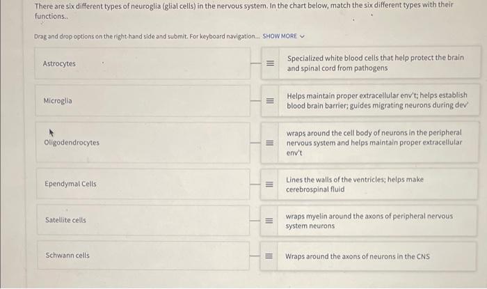 Solved There are six different types of neuroglia (glial | Chegg.com