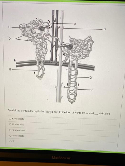 Solved А © B D E H F Specialized peritubular capillaries | Chegg.com