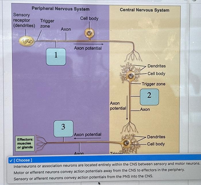Solved Peripheral Nervous System Sensory receptor Trigger | Chegg.com