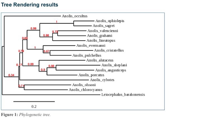 Solved Tree Rendering results Anolis occultus Anolis | Chegg.com