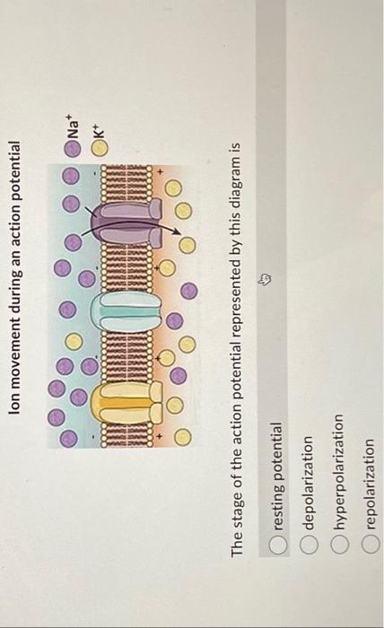 Solved lon movement during an action potential resting | Chegg.com