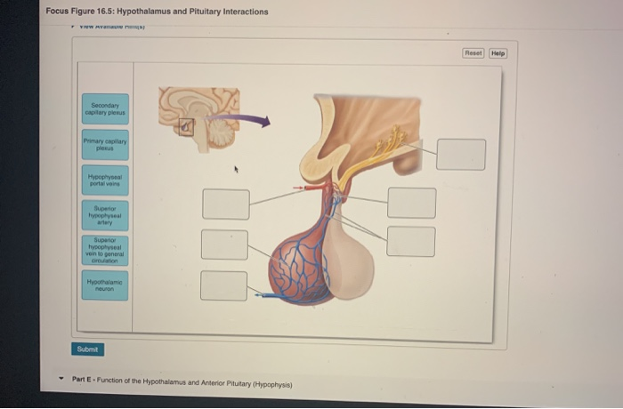 Solved Focus Figure 16.5: Hypothalamus and Pituitary | Chegg.com