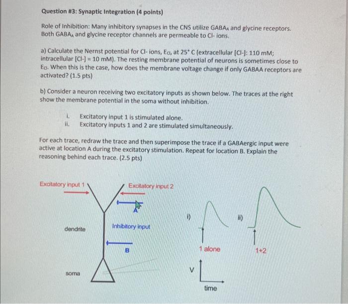 Solved Question \#3: Synaptic Integration (4 points) Role of | Chegg.com