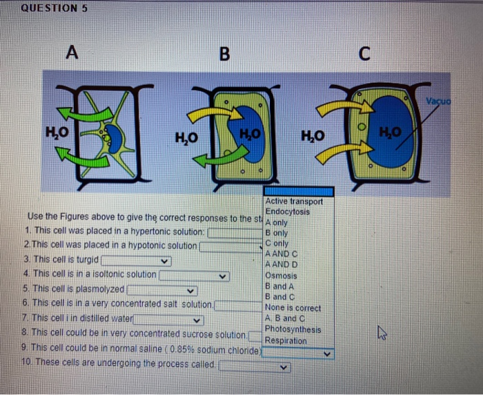 Solved QUESTION 5 A B Vaquo HO H,0 HO HO 0 Н,0 Active | Chegg.com