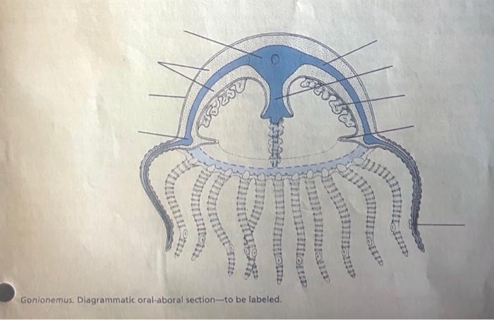 Solved అసలు Gonionemus. Diagrammatic oral-aboral section to | Chegg.com