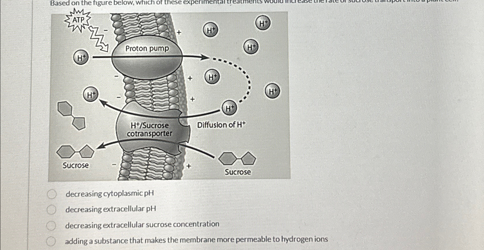 Solved decreasing cytoplasmic pHdecreasing extracellular | Chegg.com