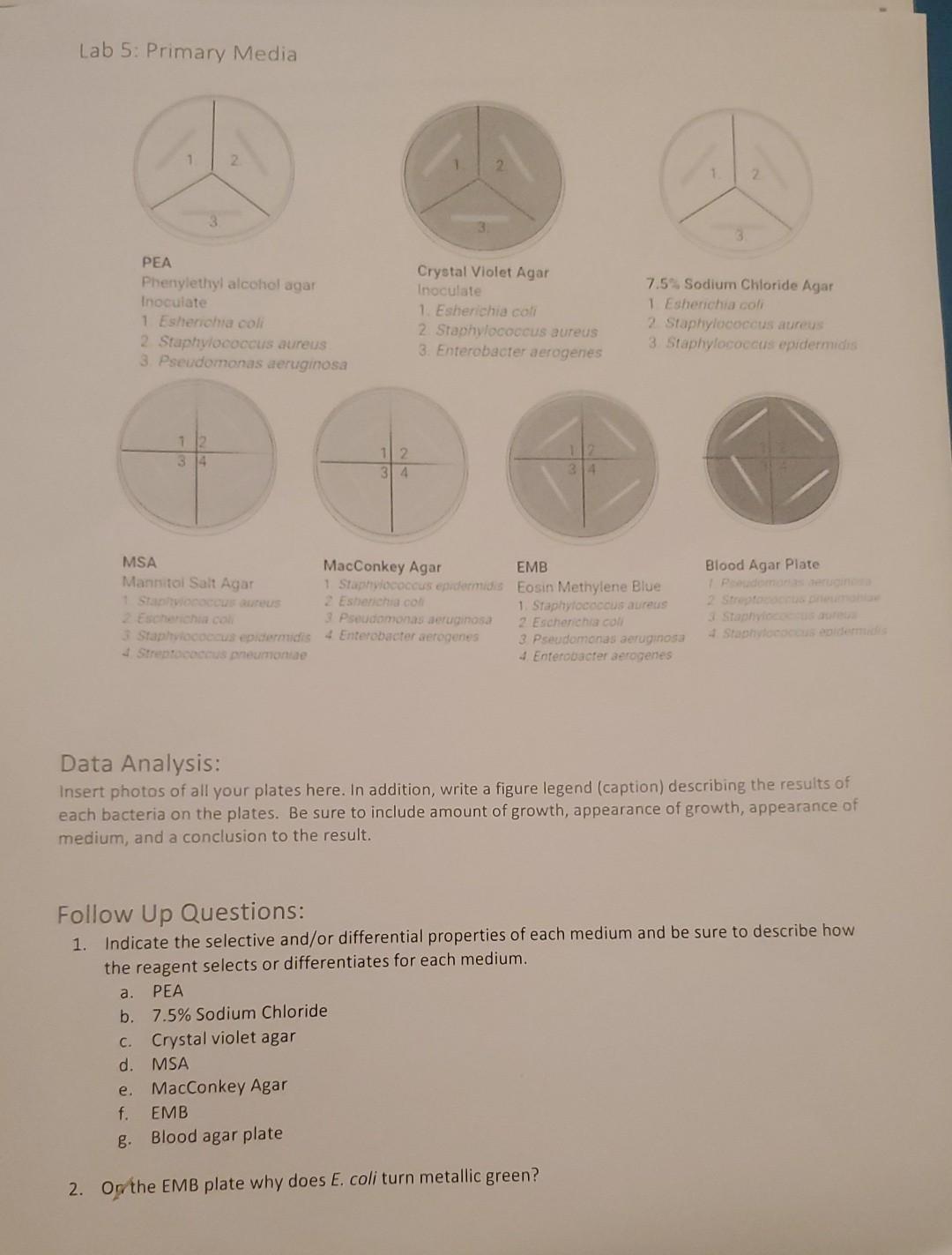 Solved Lab 5: Primary Media 3 PEA Phenylethyl alcohol agar | Chegg.com