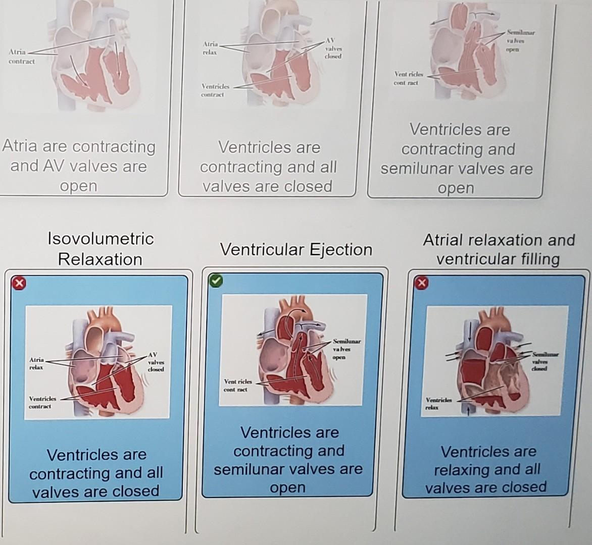 Solved Semilunar closed Atria Atria contract AV valves | Chegg.com