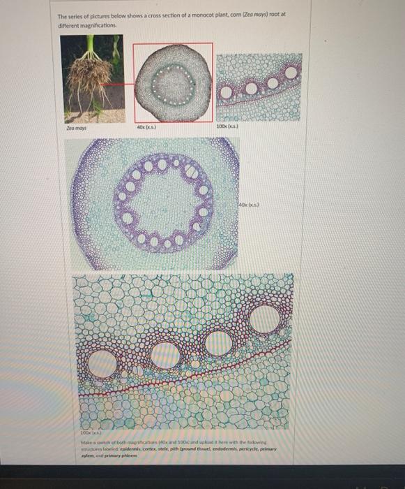 Solved The series of pictures below shows a cross section of | Chegg.com