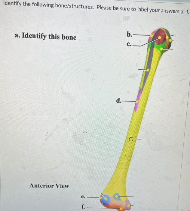 Solved \r\nIdentify the following bone/structures. Please be | Chegg.com