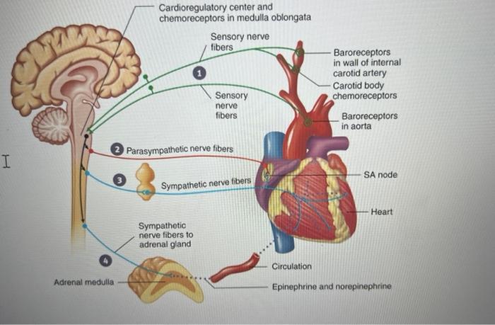 1. Describe the baroreceptor reflex in response to | Chegg.com