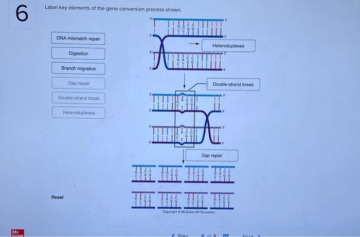 Solved 6 Label key elements of the gene conversion process | Chegg.com