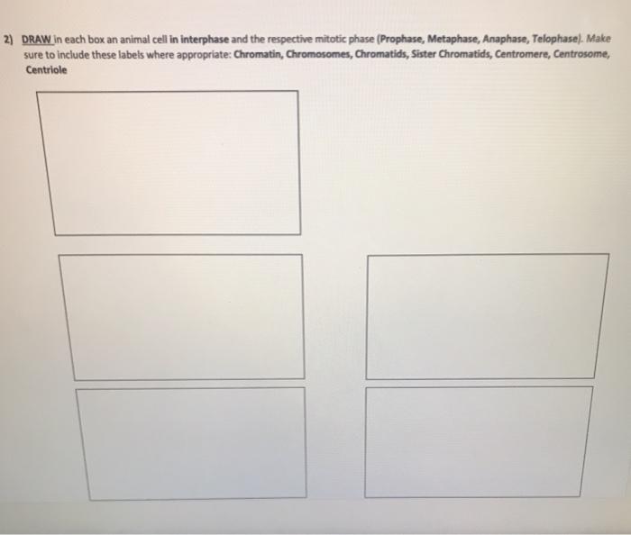 Solved 2) DRAW in each box an animal cell in interphase and | Chegg.com