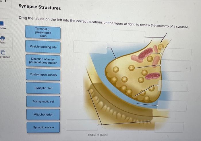 Solved Synapse Structures Drag the labels on the left into | Chegg.com