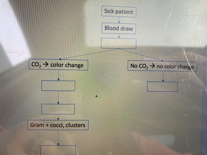 Solved Sick patient Blood draw CO2 → color change No CO2 → | Chegg.com