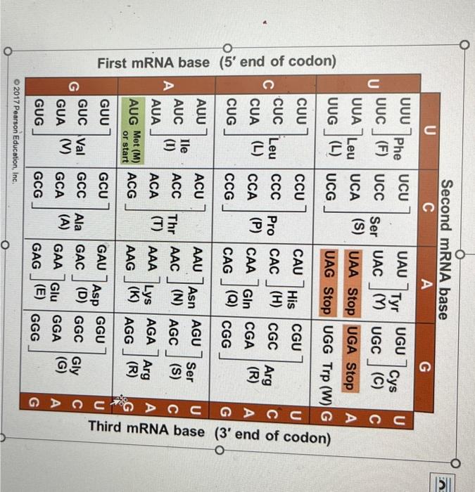 Solved Part 2. Translate an mRNA sequence into a protein a. | Chegg.com