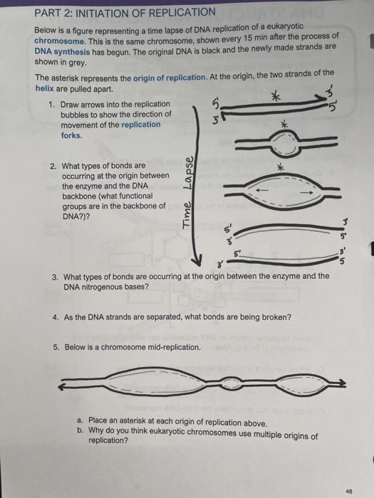 Solved PART 2: INITIATION OF REPLICATION Below is a figure | Chegg.com