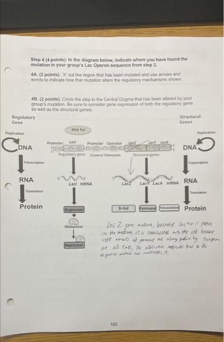 Solved Step 4 (4 points): In the diagram below, indicate | Chegg.com