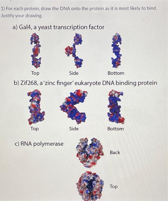 Solved 1) For each protein, draw the DNA onto the protein as | Chegg.com