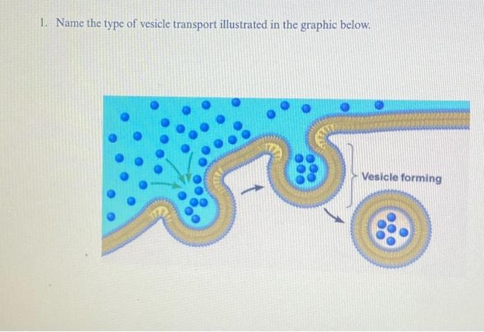 Solved 1. Name the type of vesicle transport illustrated in | Chegg.com