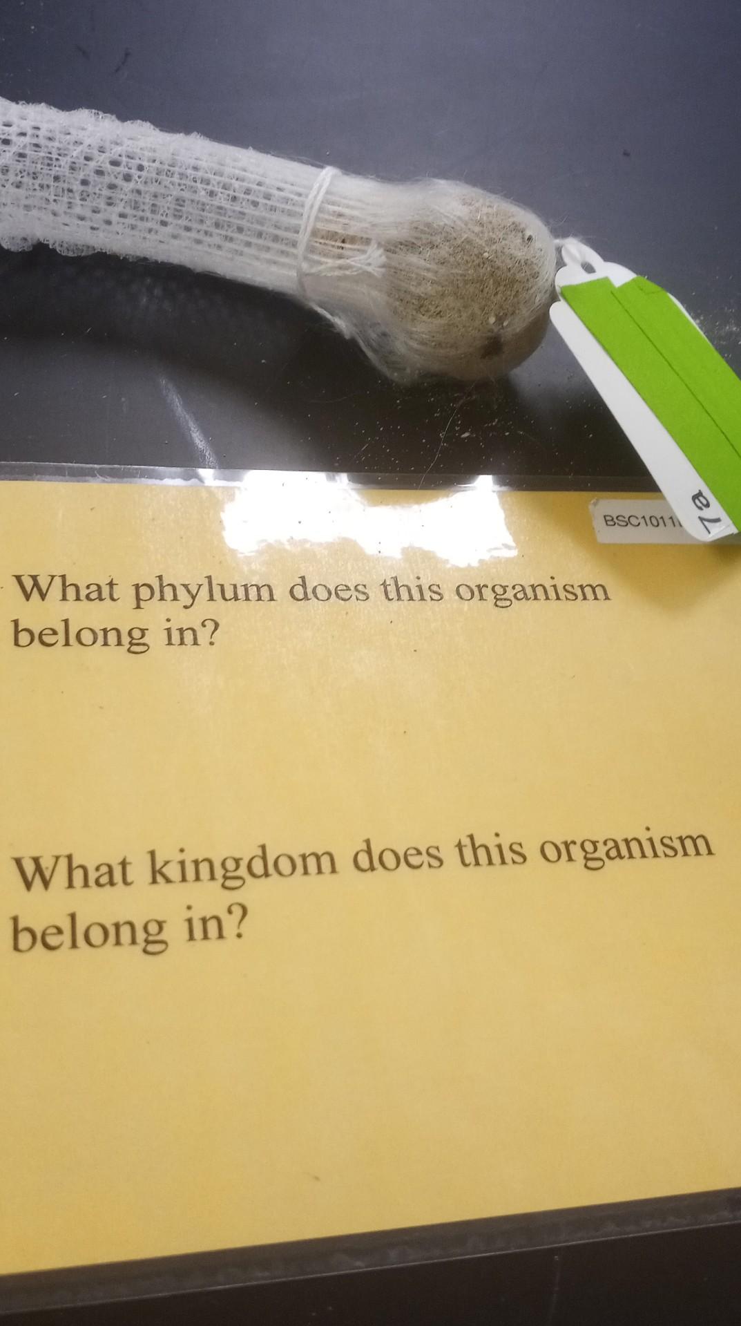 Solved What phylum does this organism belong in? What | Chegg.com