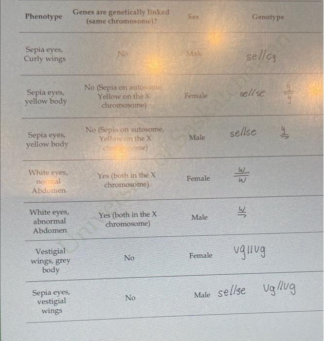 Solved Phenotype (same chromosome)? Genotype Sepia eyes, | Chegg.com