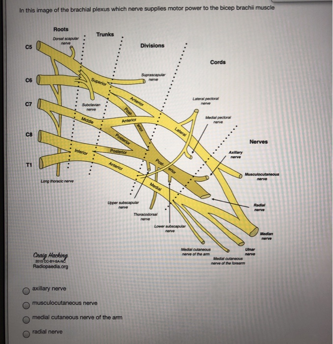 Solved The heart has dual innervation from both the | Chegg.com