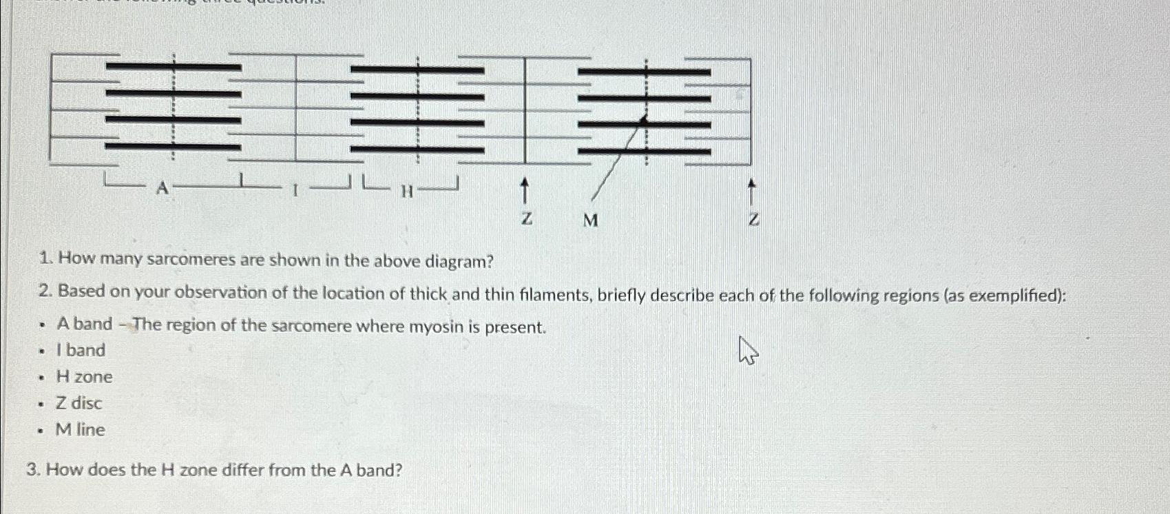 Solved How many sarcomeres are shown in the above | Chegg.com