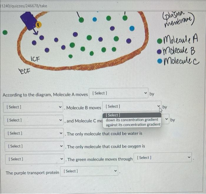 Review the drawing of a cell below and complete the | Chegg.com