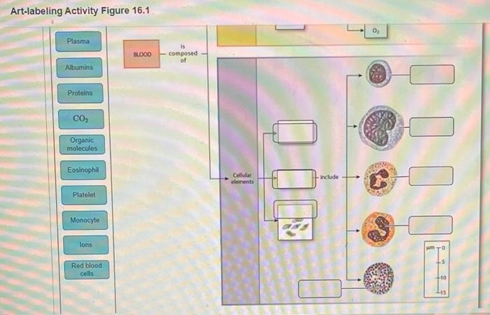 Solved Art-labeling Activity Figure 16.1 Amino adds Water | Chegg.com