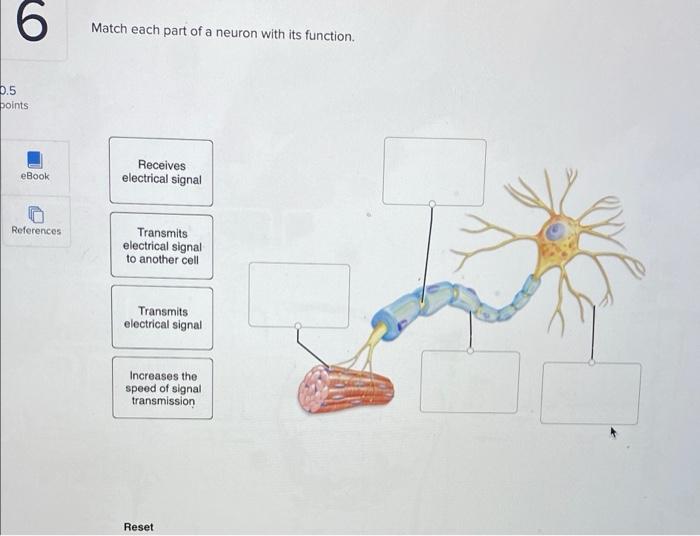 Solved 6 Match each part of a neuron with its function. 0.5 | Chegg.com