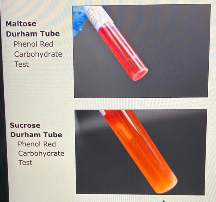 Solved Dextrose Durham Tube Phenol Red Carbohydrate Test | Chegg.com