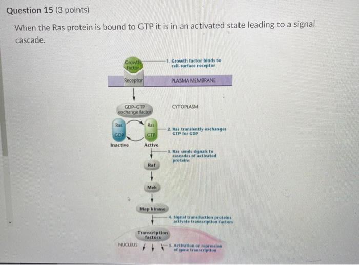 Solved In the laboratory, you have created a fluorescent tag | Chegg.com