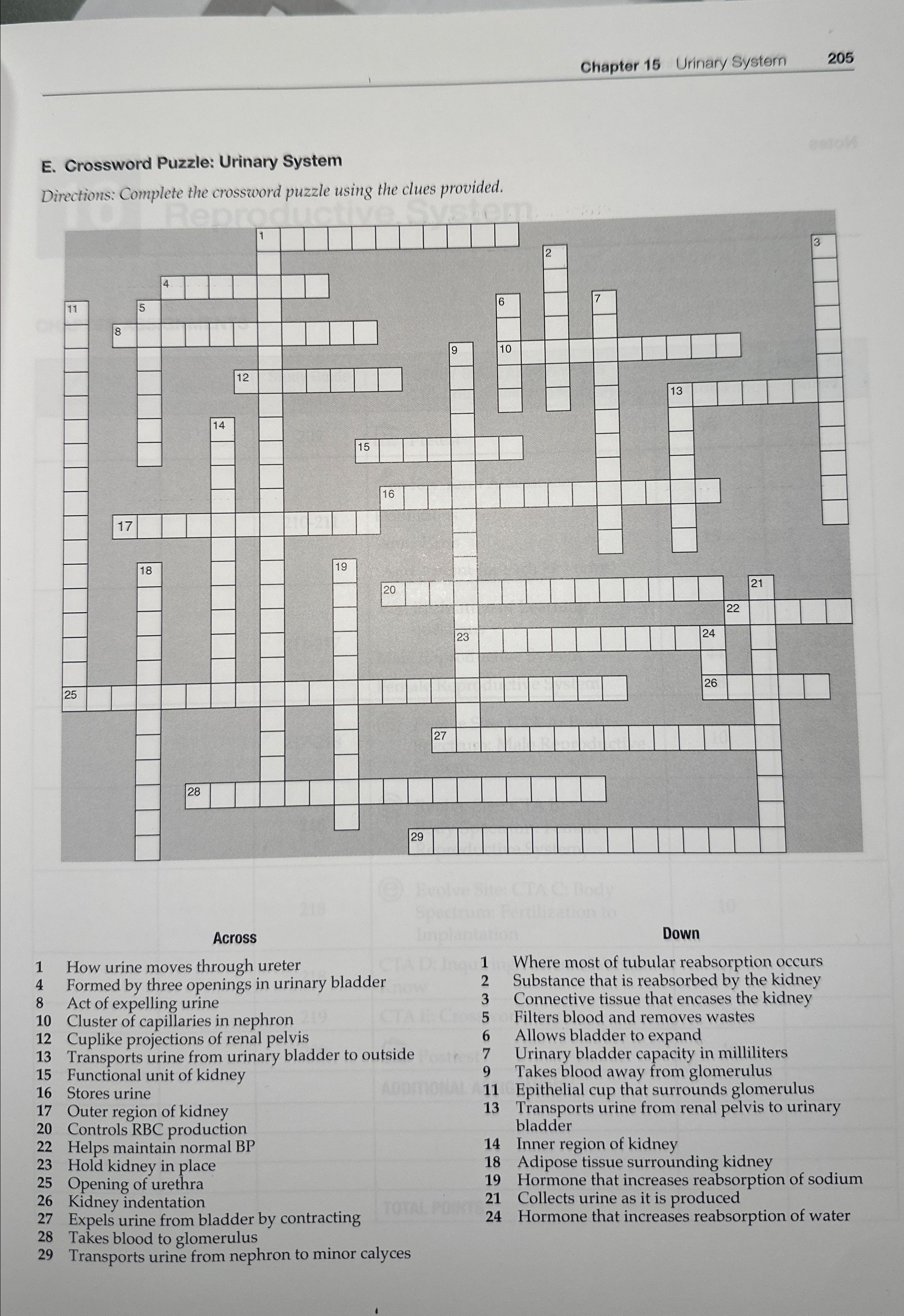 Solved Chapter 15Urinary System205E. ﻿Crossword Puzzle: | Chegg.com