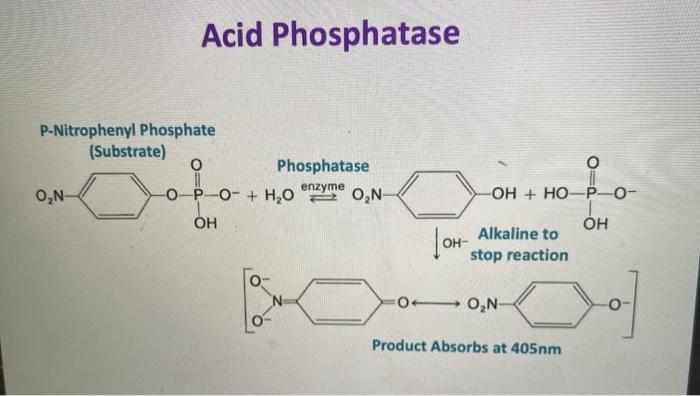 Solved Acid Phosphatase o P-Nitrophenyl Phosphate | Chegg.com