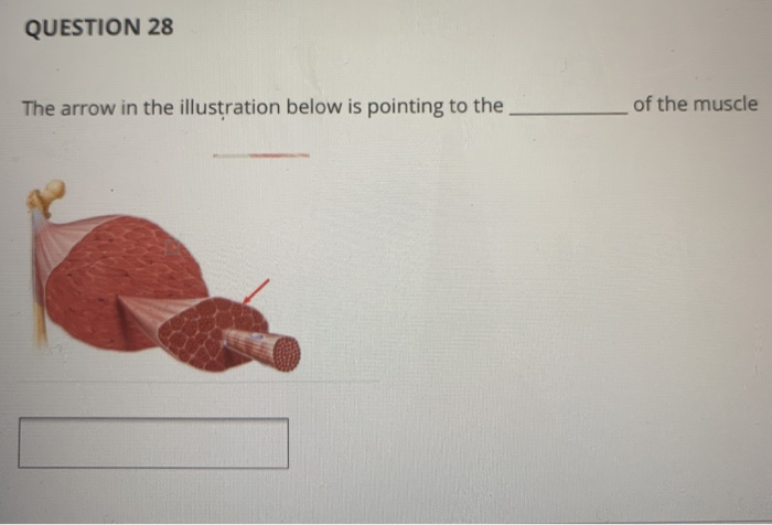 Solved QUESTION 28 The arrow in the illustration below is | Chegg.com