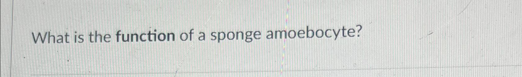 Solved What is the function of a sponge amoebocyte? | Chegg.com