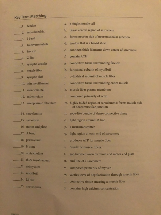 Solved Key Term Matching 1. tendon 2 mitochondria. a. a | Chegg.com