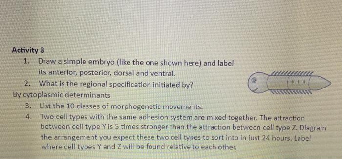 Solved Activity 3 1. Draw a simple embryo (like the one | Chegg.com