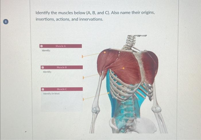 Solved Identify the muscles below (A, B, and C). Also name | Chegg.com