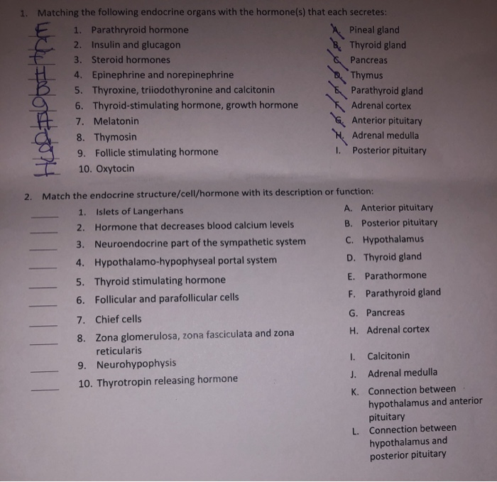 Solved match the endocrine structure/cell/hormone with its | Chegg.com